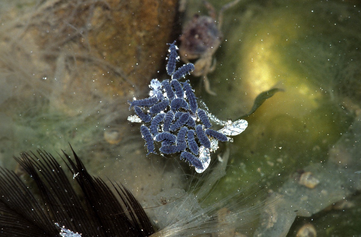 Anurida maritima, Seashore Springtail